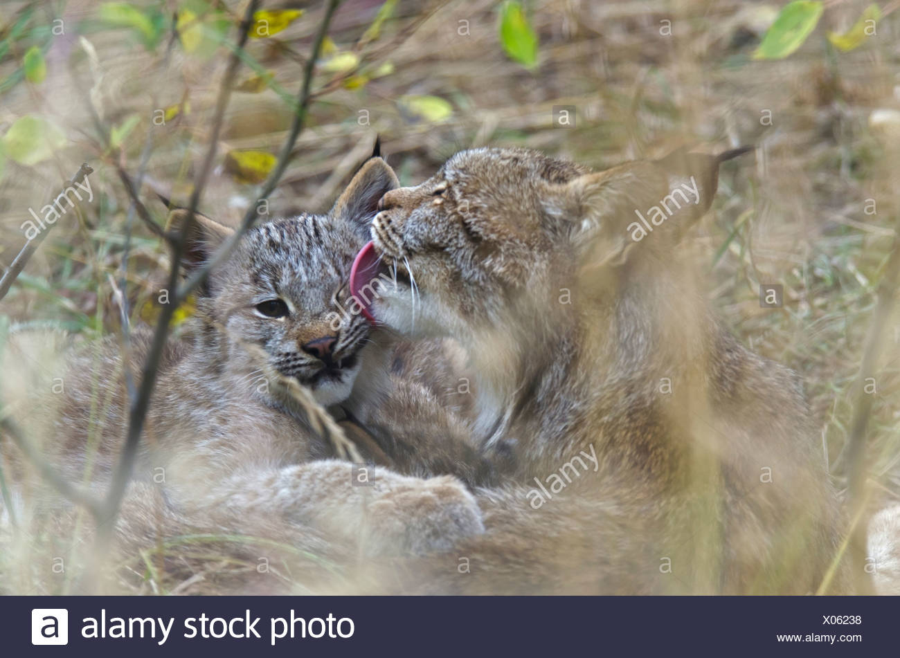 Baby Lynx High Resolution Stock Photography and Images - Alamy
