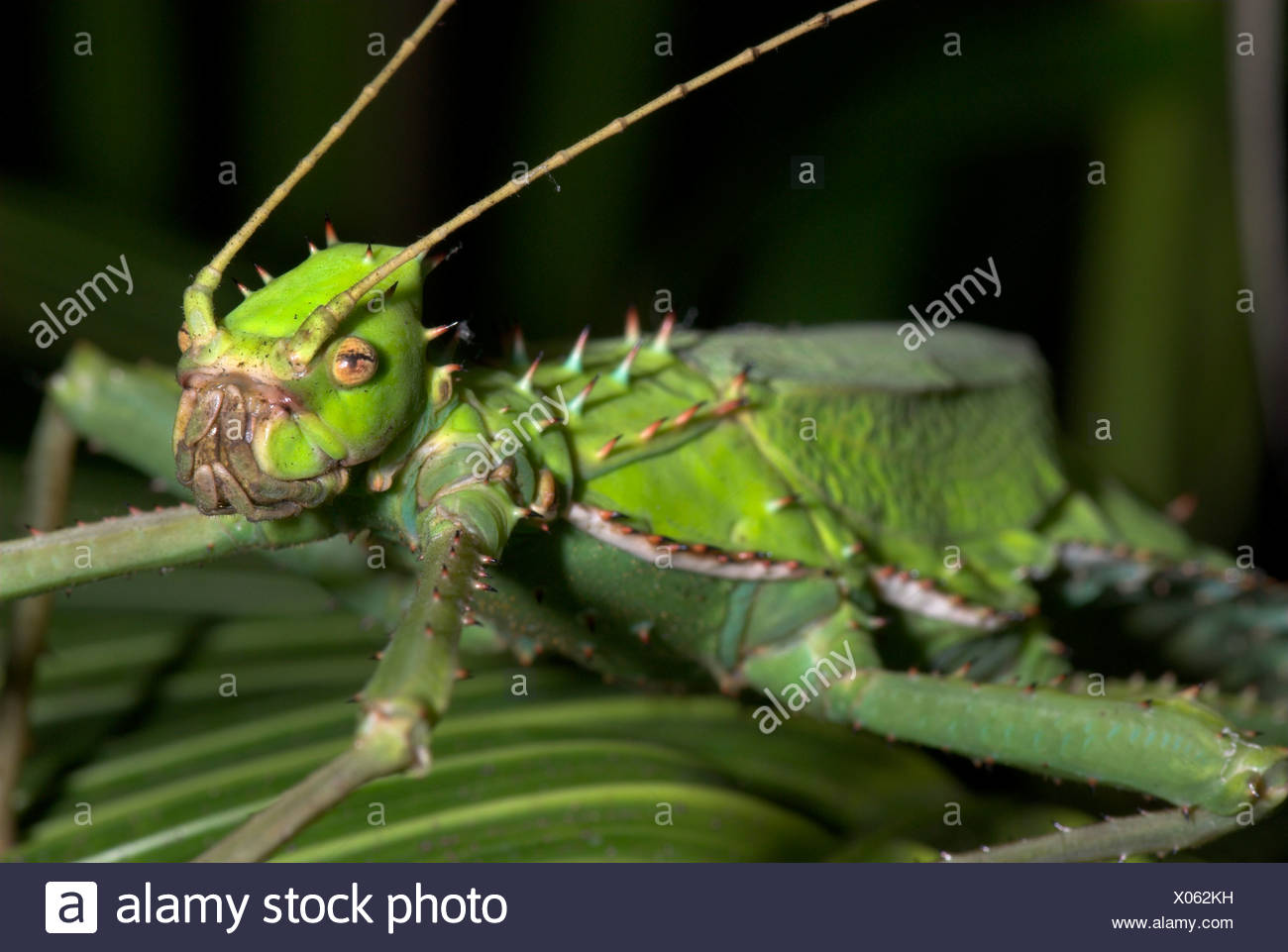 Jungle Nymph High Resolution Stock Photography and Images - Alamy