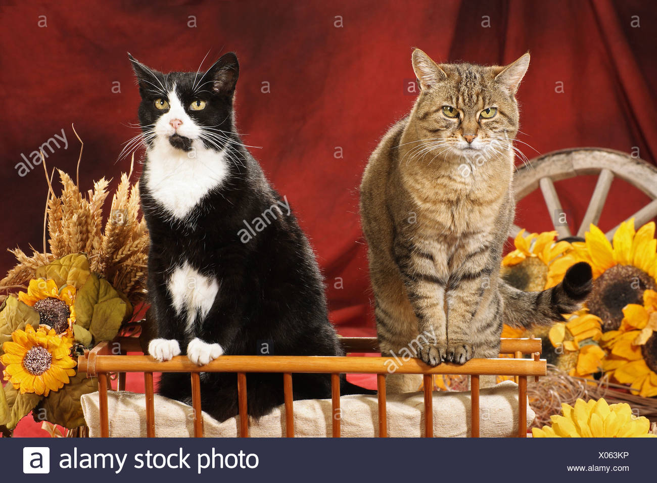 Two Wheel Carts Stock Photos & Two Wheel Carts Stock Images - Alamy