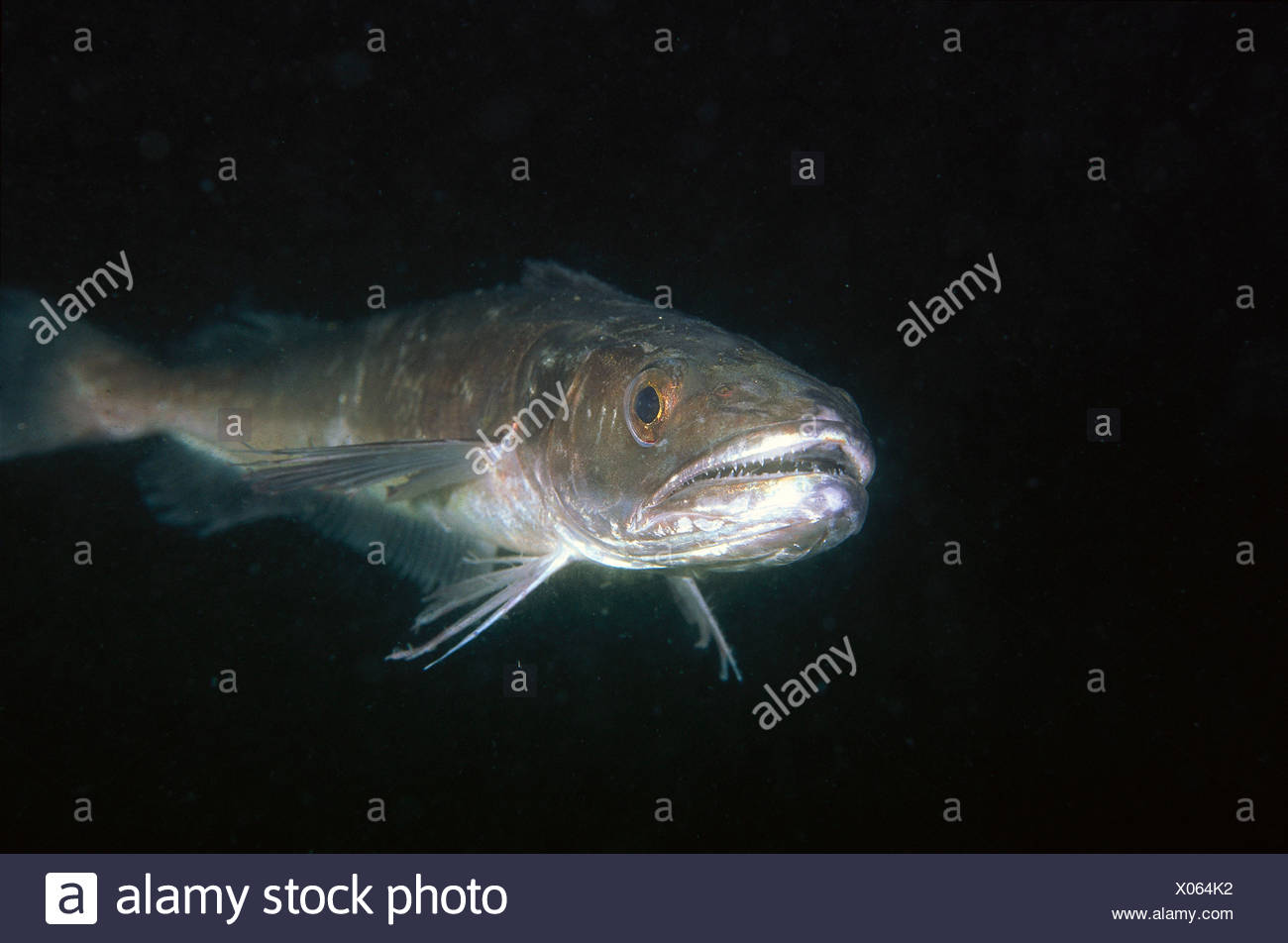 Merluccius Stock Photos & Merluccius Stock Images - Alamy