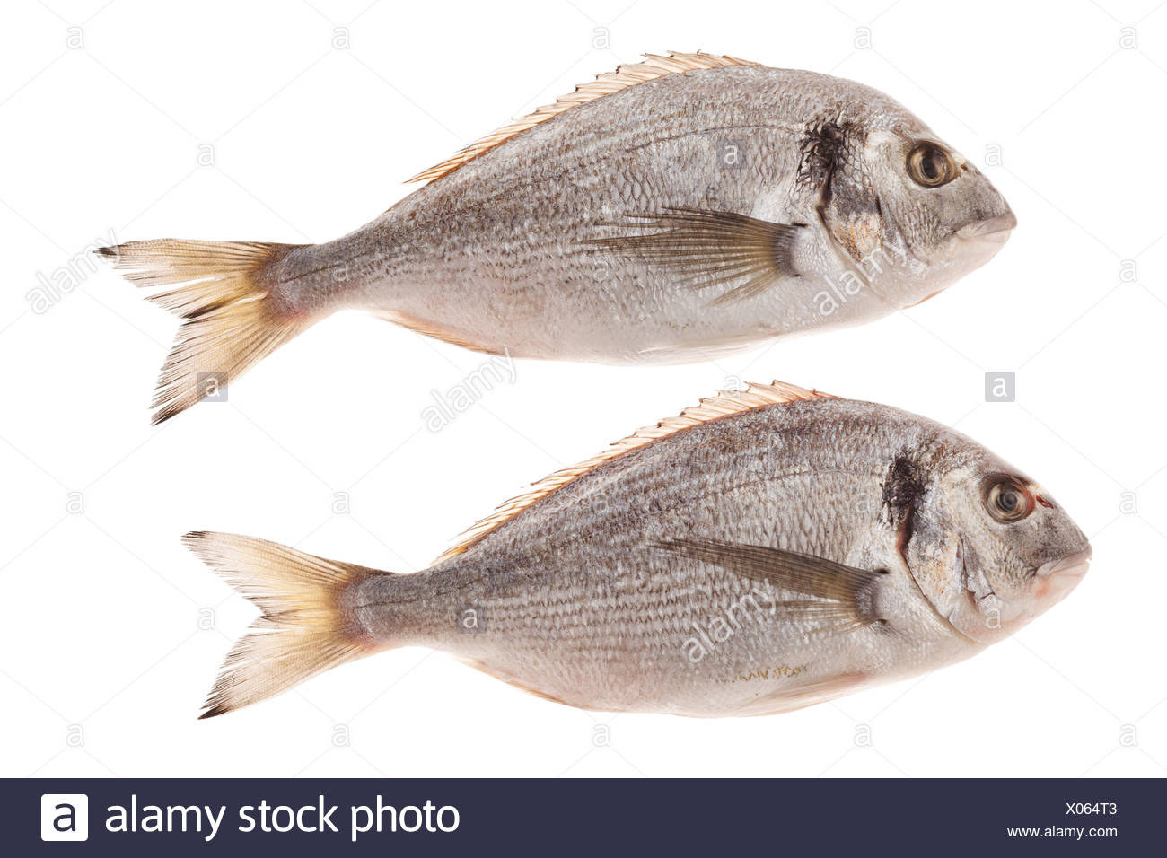 Daurade High Resolution Stock Photography and Images - Alamy