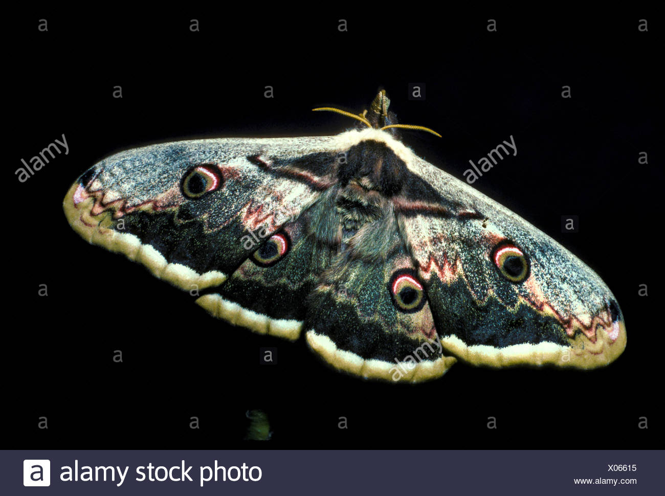 Giant Peacock Moth Saturnia Pyri High Resolution Stock Photography and ...