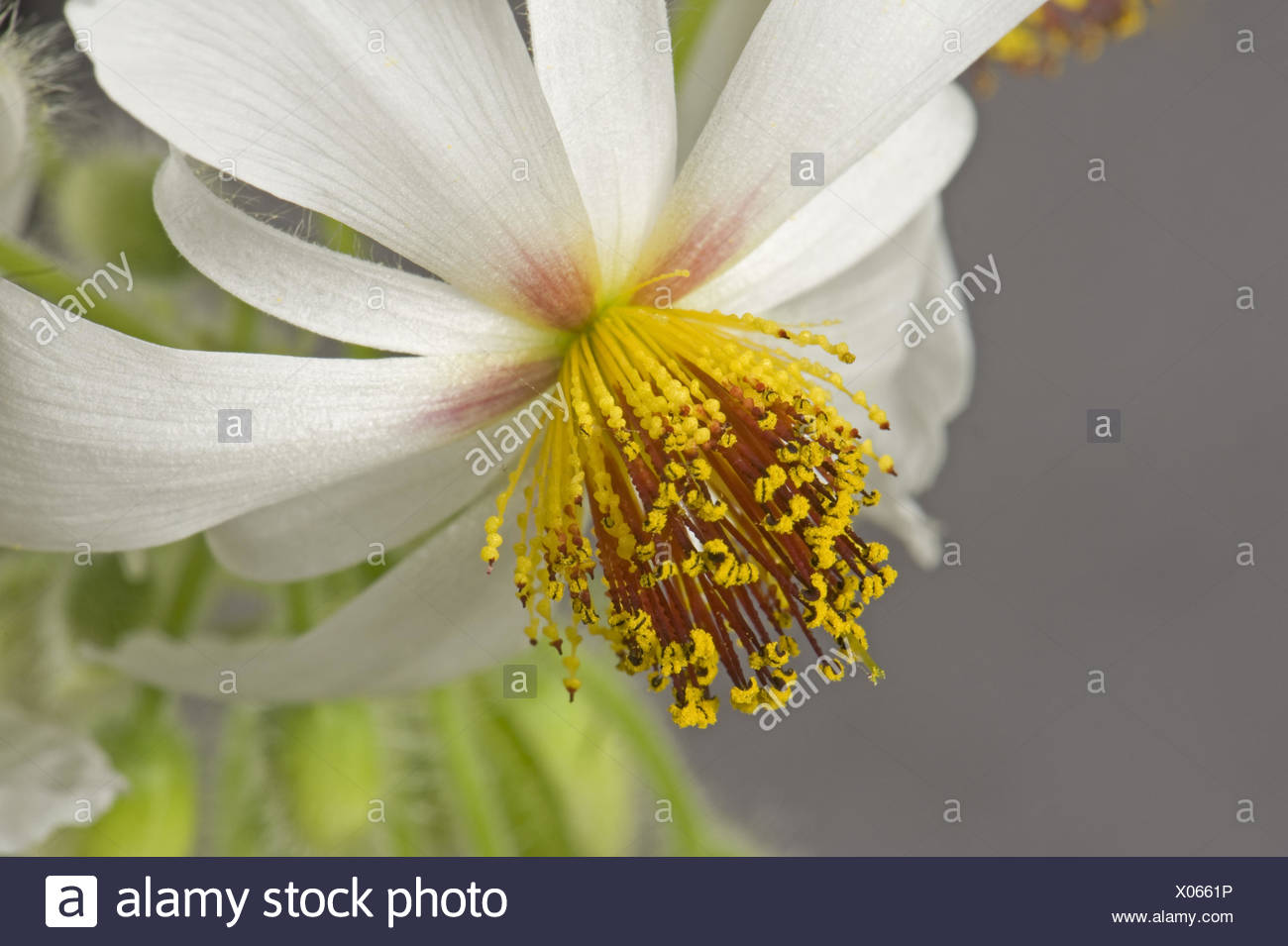 Flower Stamens High Resolution Stock Photography and Images - Alamy
