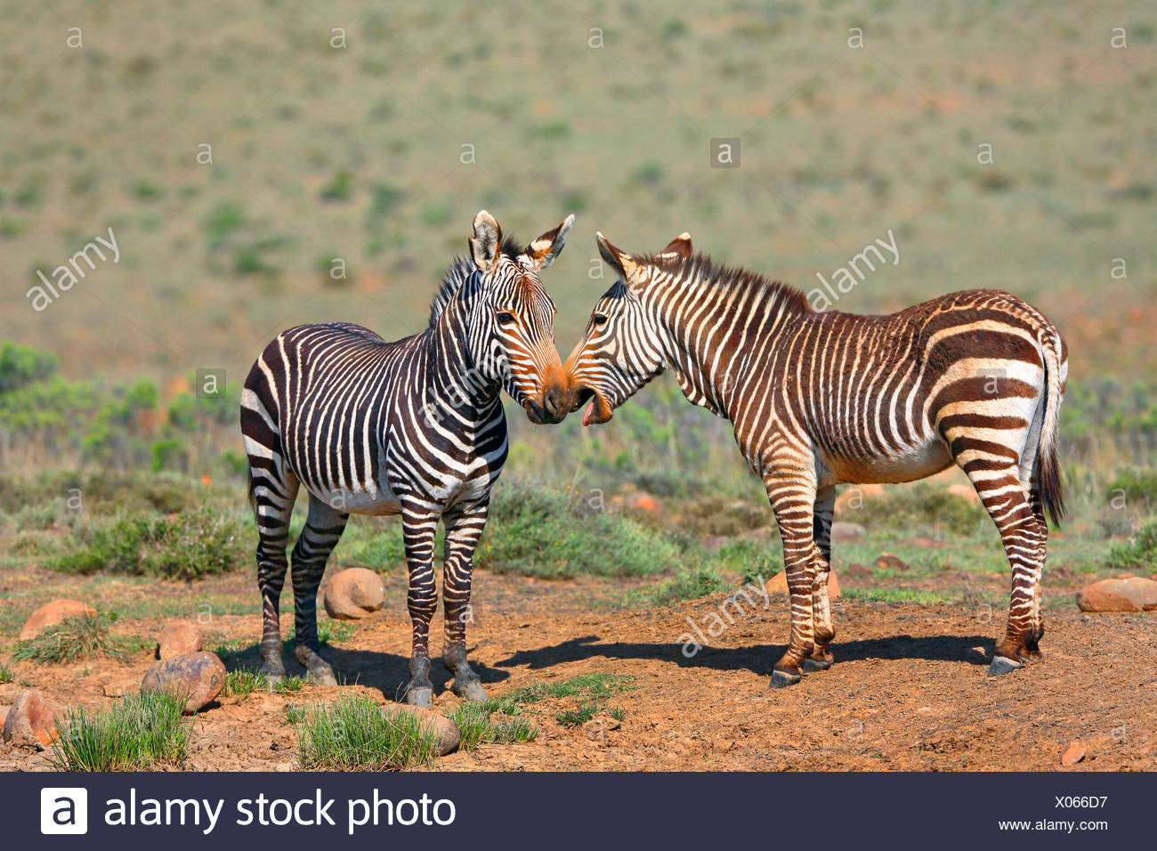 Berg Zebra Stock Photos & Berg Zebra Stock Images - Alamy