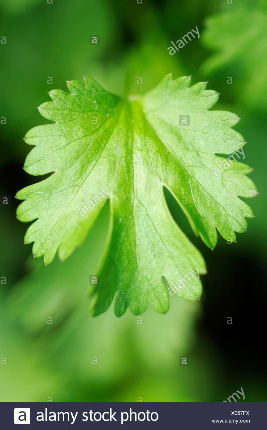 Coriandrum Sativum High Resolution Stock Photography and Images - Alamy