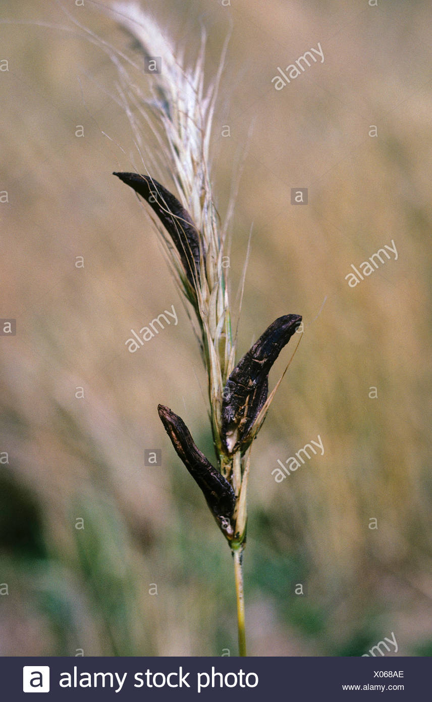Ergot On High Resolution Stock Photography and Images - Alamy