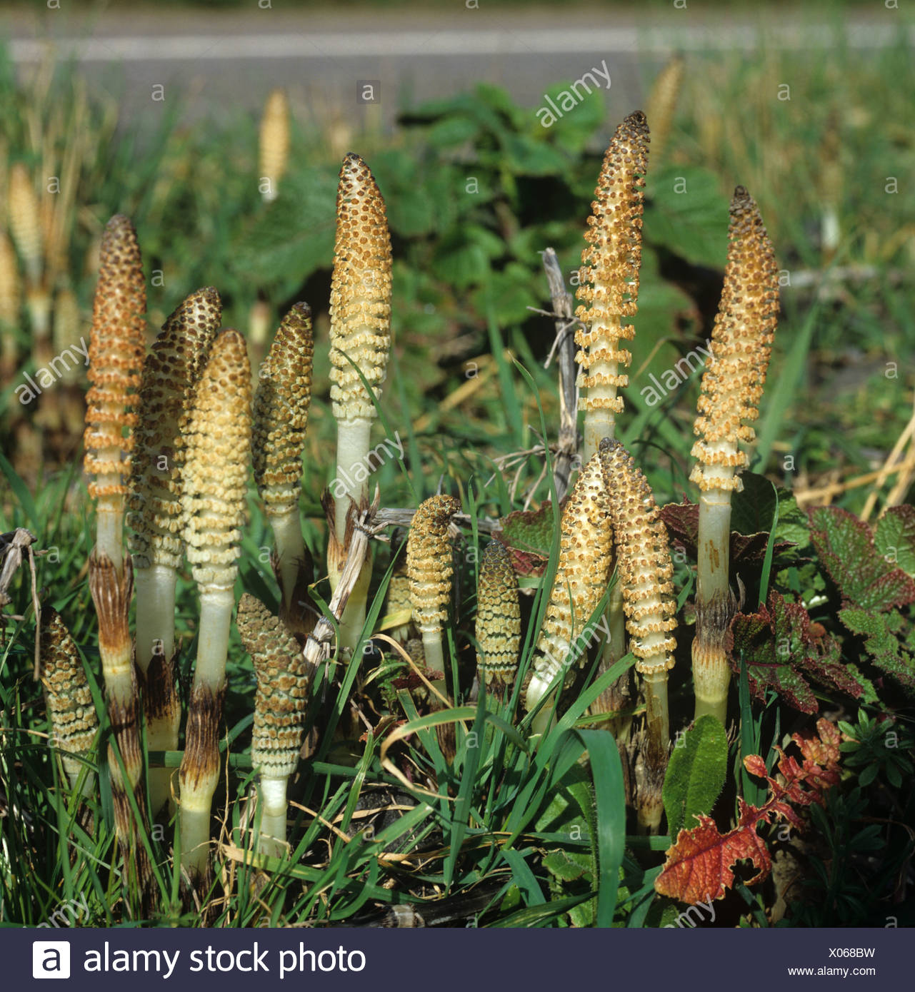 Horsetail Fern High Resolution Stock Photography and Images - Alamy