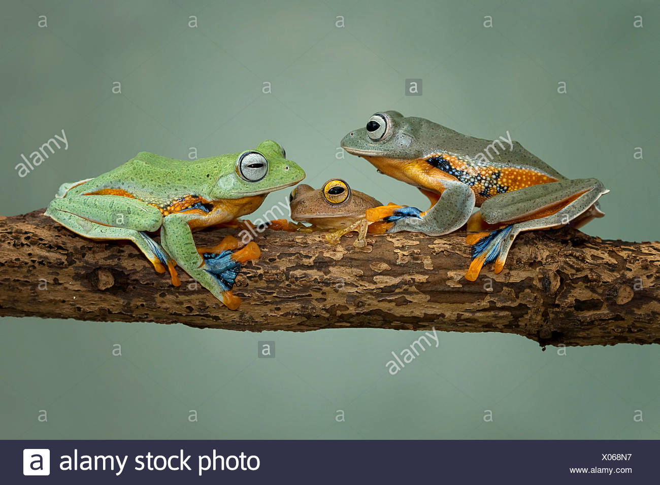 Face On Animal Stock Photos & Face On Animal Stock Images - Alamy