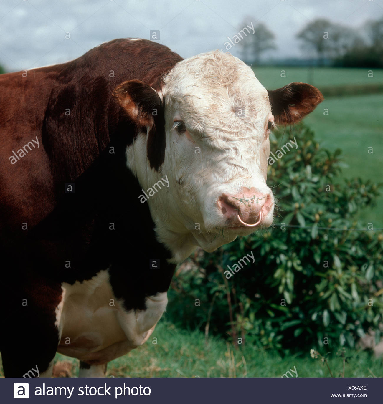 Hereford Bull Head High Resolution Stock Photography and Images - Alamy