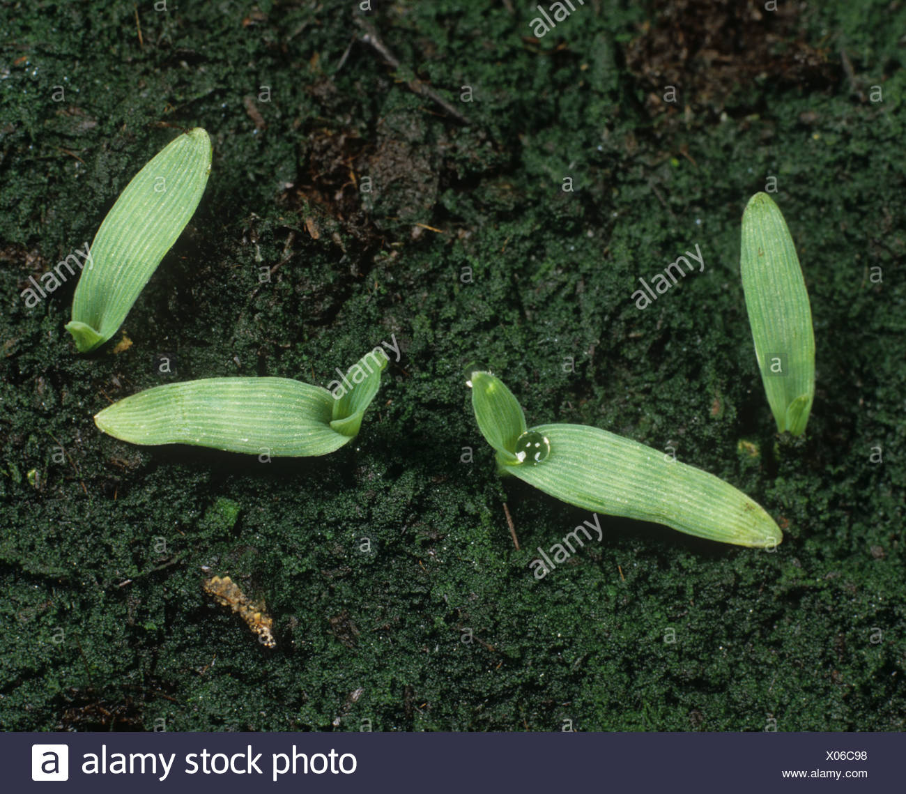 Grass Seedlings High Resolution Stock Photography and Images - Alamy