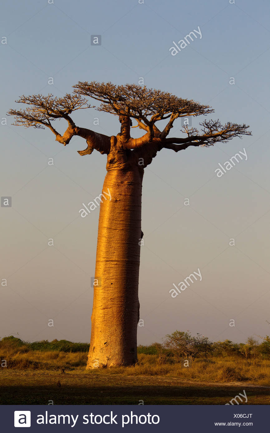Indian Baobab High Resolution Stock Photography and Images - Alamy