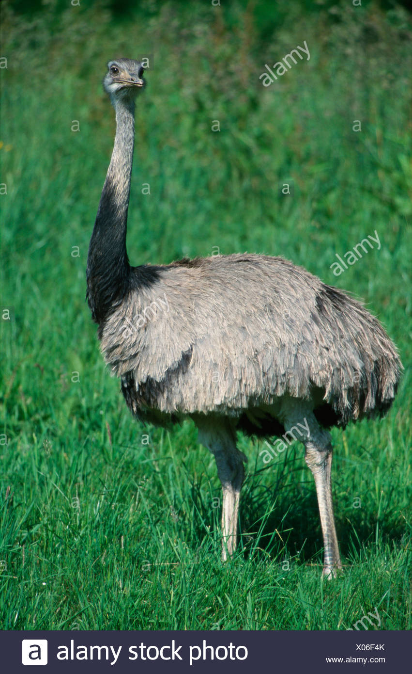 Male Rhea High Resolution Stock Photography and Images - Alamy