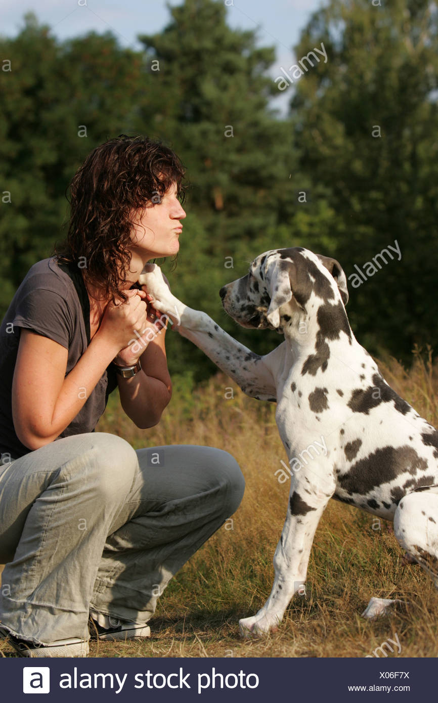 Female Purebred Great Dane Sitting Stock Photos & Female Purebred Great ...