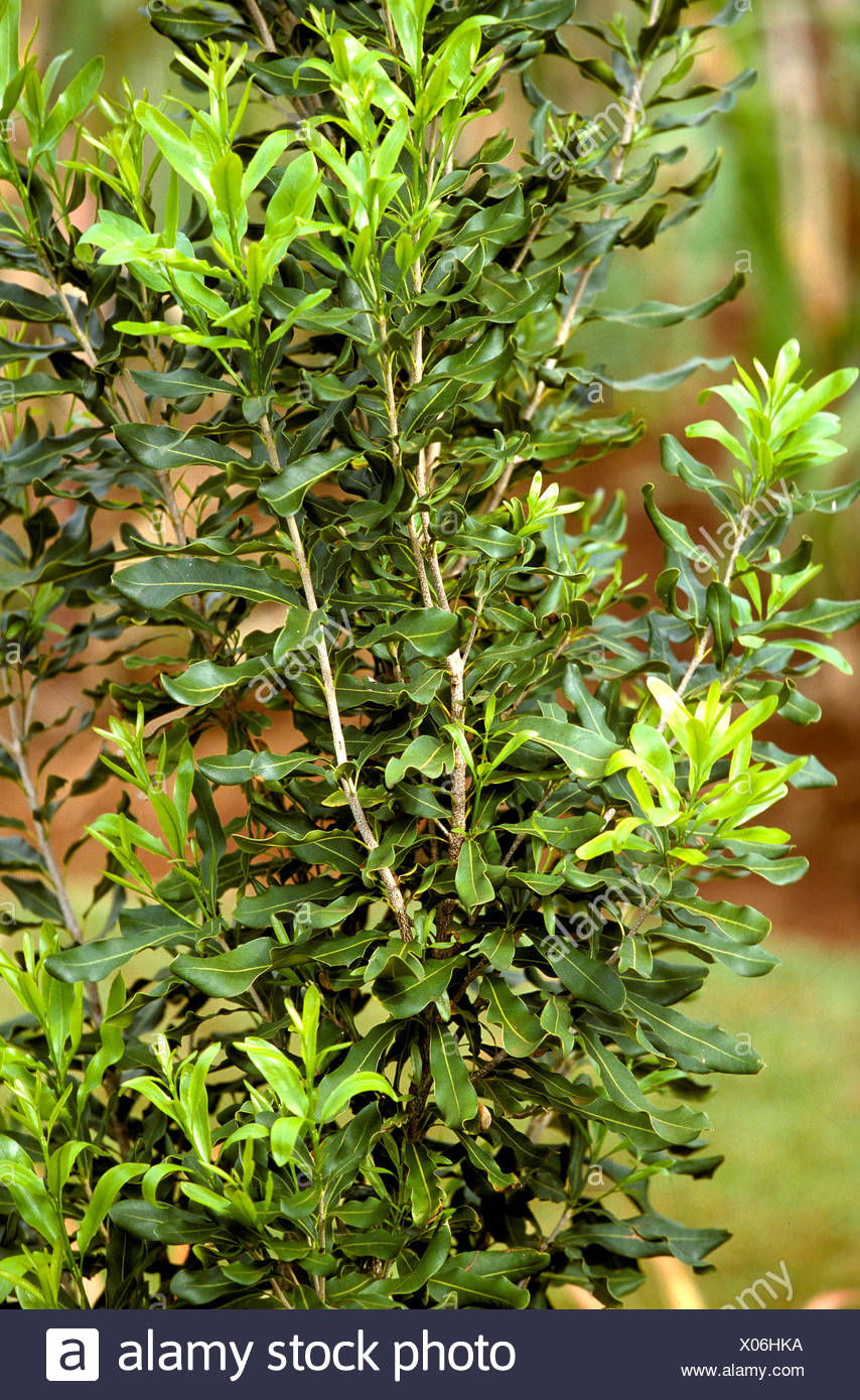 Macadamia Tree Stock Photos & Macadamia Tree Stock Images - Alamy