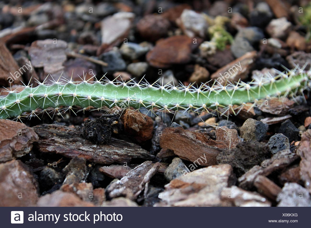 Schlangenkaktus High Resolution Stock Photography and Images - Alamy