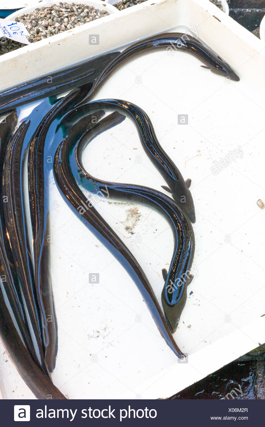 Freshwater Eels Stock Photos & Freshwater Eels Stock Images - Alamy