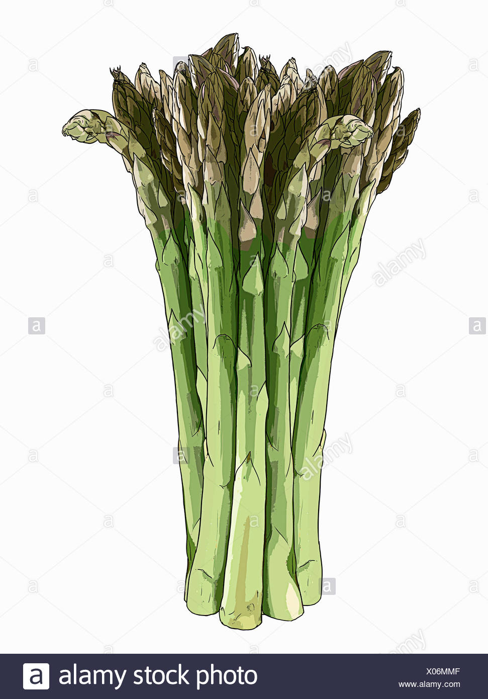 Asparagus Drawing Cut Out Stock Images & Pictures - Alamy