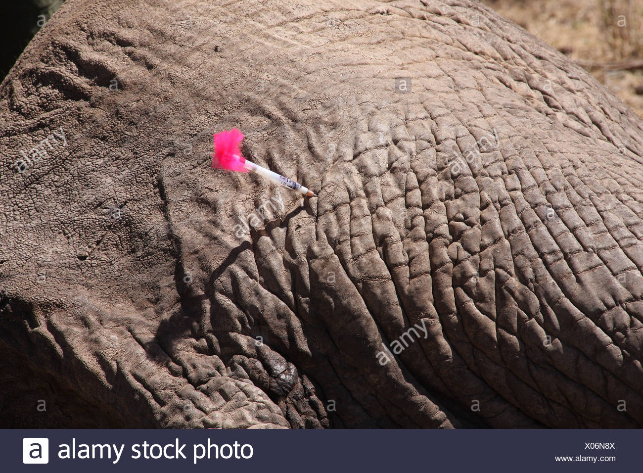 Tranquilizer Dart Stock Photos & Tranquilizer Dart Stock Images - Alamy