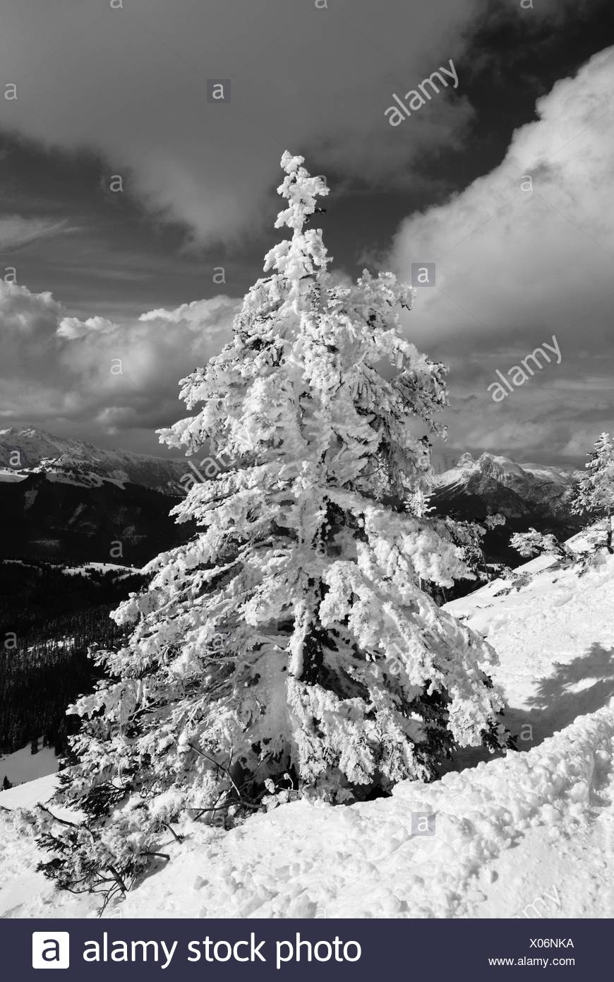 Black Spruce Tree High Resolution Stock Photography and Images - Alamy