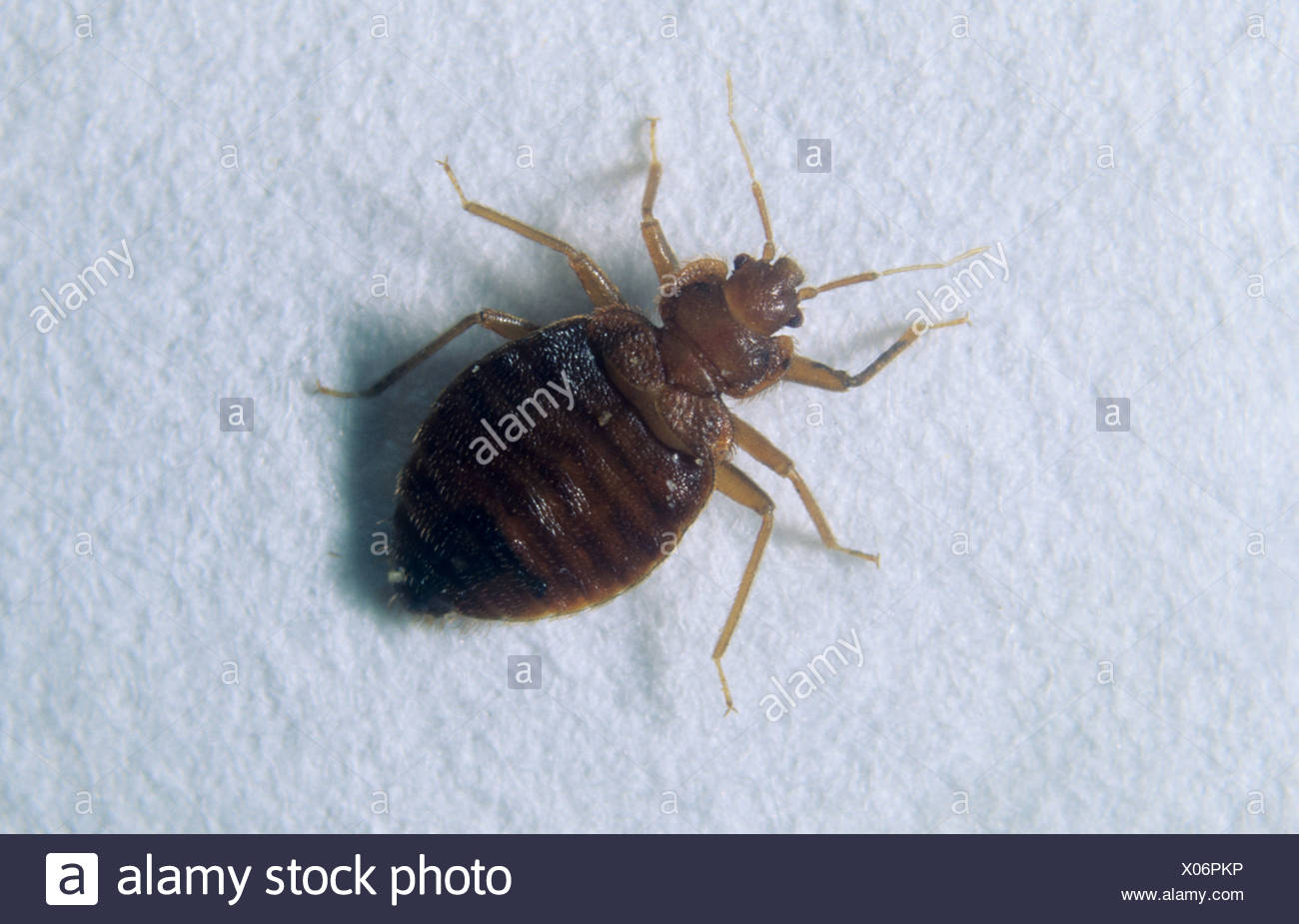 Adult Insects High Resolution Stock Photography and Images - Alamy