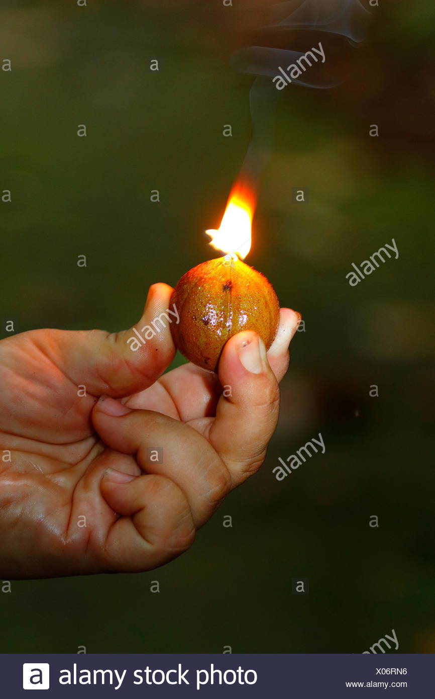 Copaifera Langsdorffii High Resolution Stock Photography and Images - Alamy