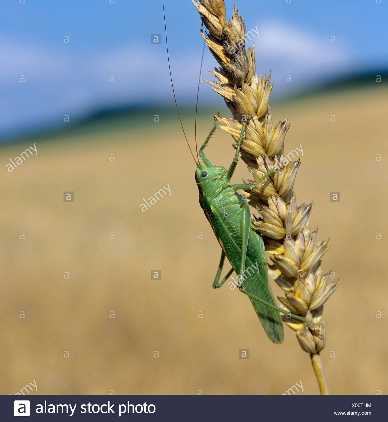 Bush Corn Cricket Stock Photos & Bush Corn Cricket Stock Images - Alamy