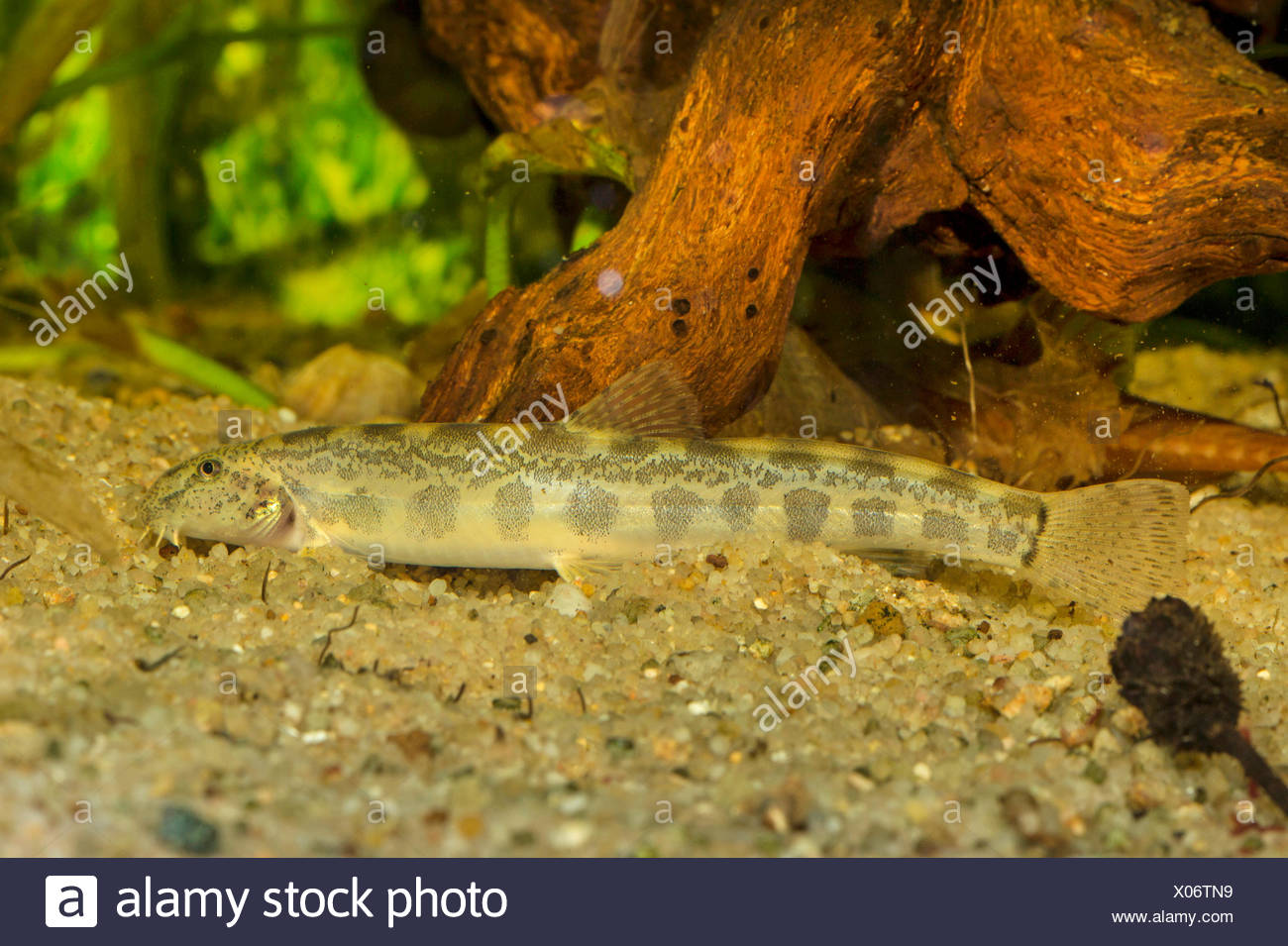 Fisch Steinbeisser Stock Photos & Fisch Steinbeisser Stock Images - Alamy
