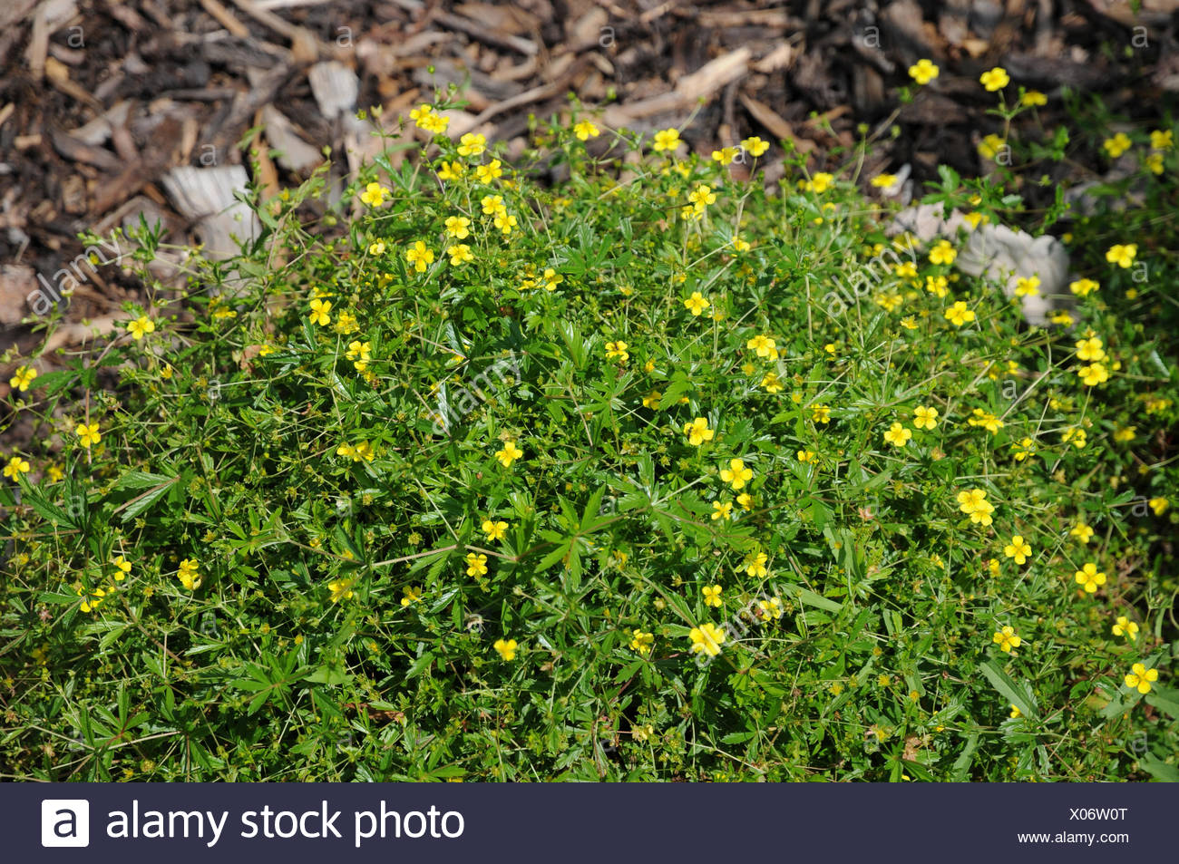 Tormentil High Resolution Stock Photography and Images - Alamy