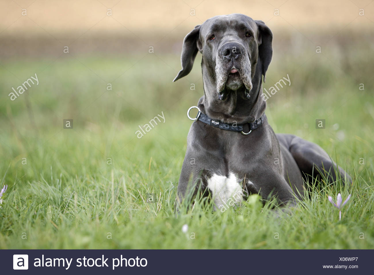 German Mastiff Stock Photos & German Mastiff Stock Images - Alamy