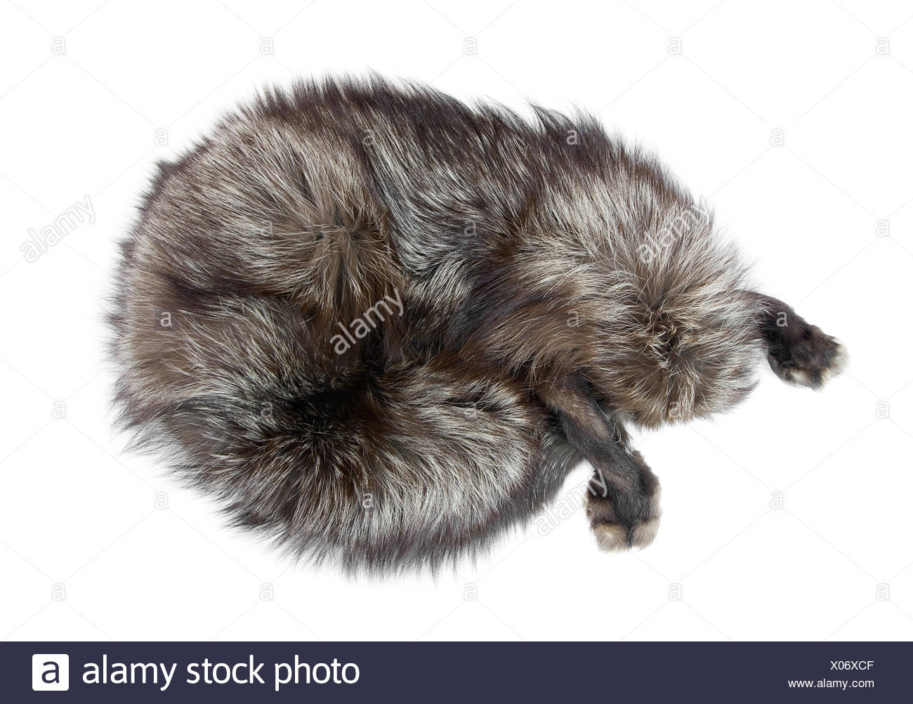 Silver Fox Fox High Resolution Stock Photography and Images - Alamy