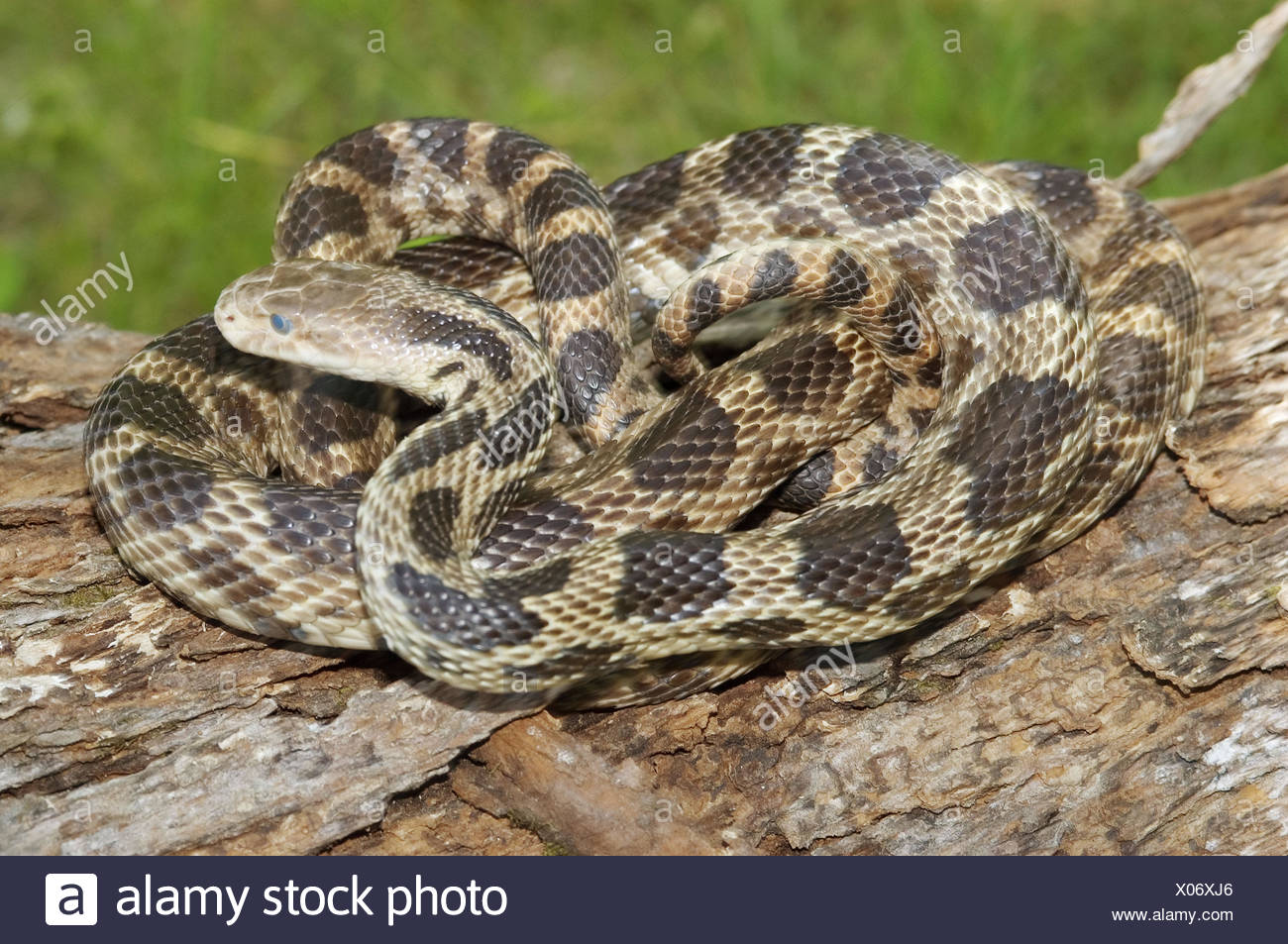 Western Fox Snake High Resolution Stock Photography and Images - Alamy