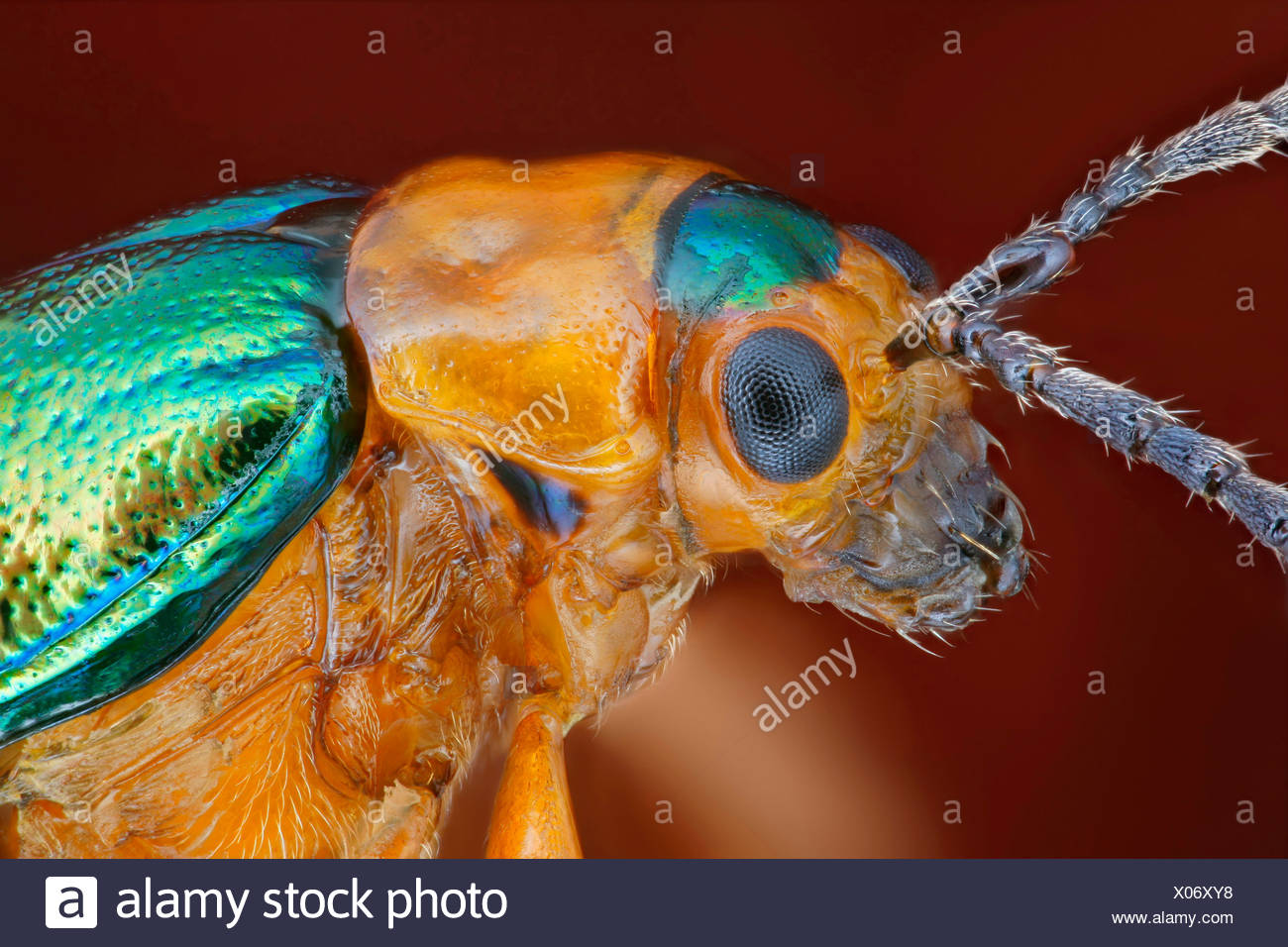 Skeleton Leaf Beetle High Resolution Stock Photography and Images - Alamy