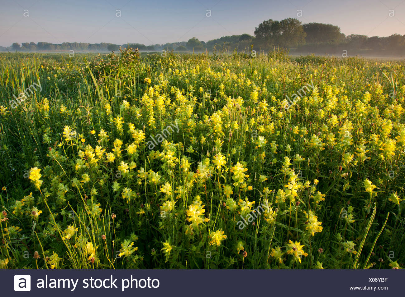 Greater Yellow Rattle High Resolution Stock Photography and Images - Alamy