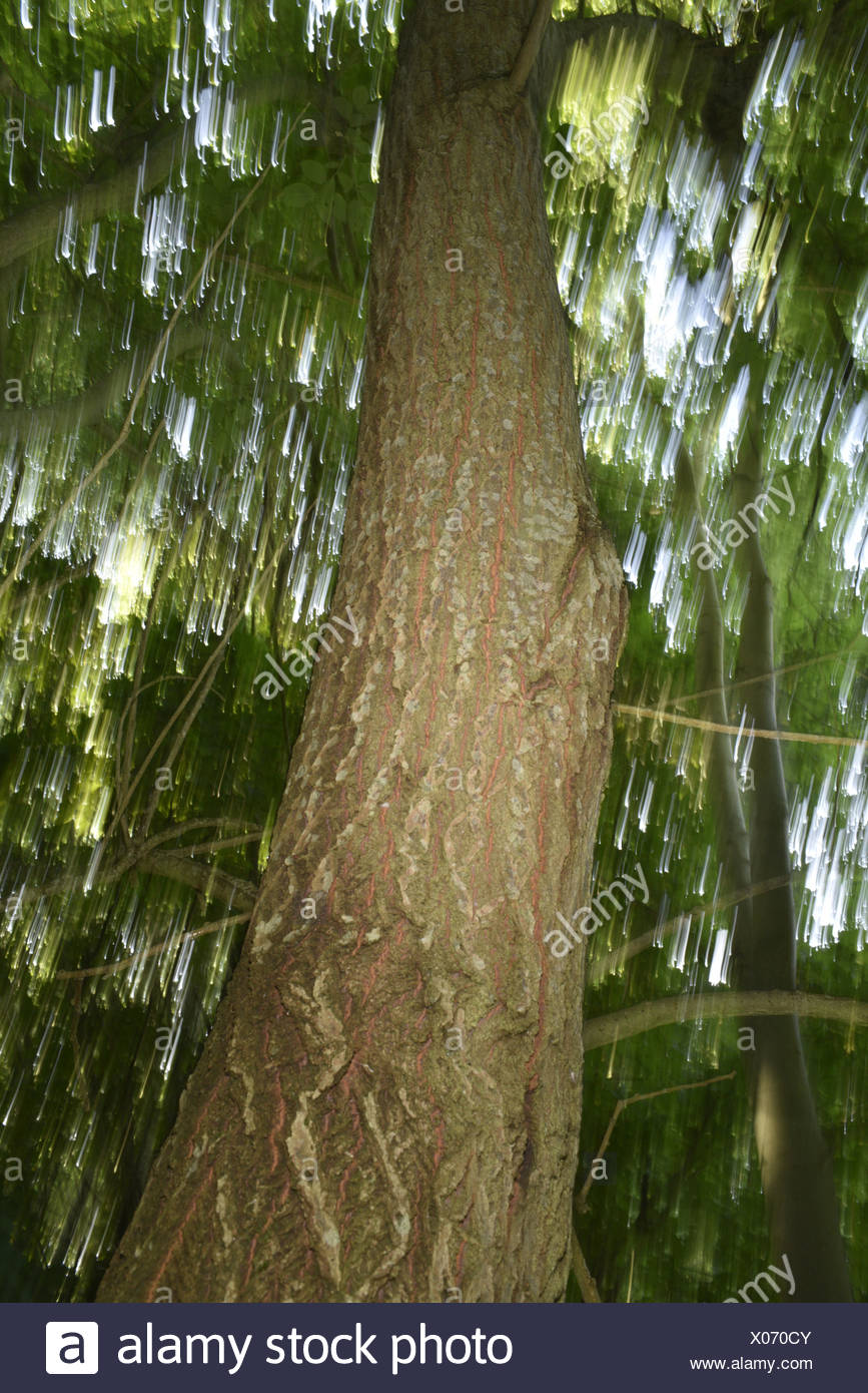 Willow Tree Bark High Resolution Stock Photography and Images - Alamy