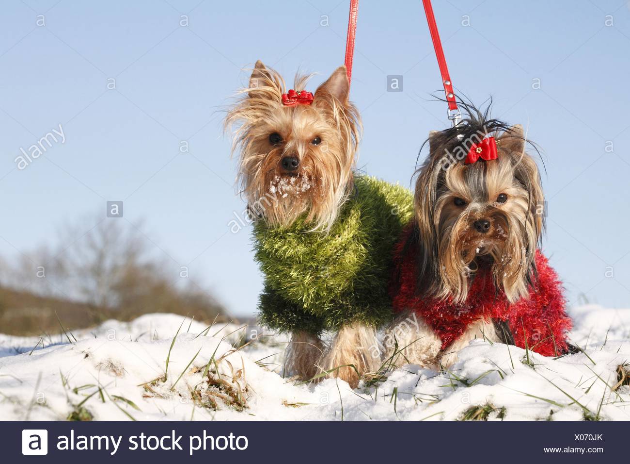 Tied Up Dogs High Resolution Stock Photography and Images - Alamy