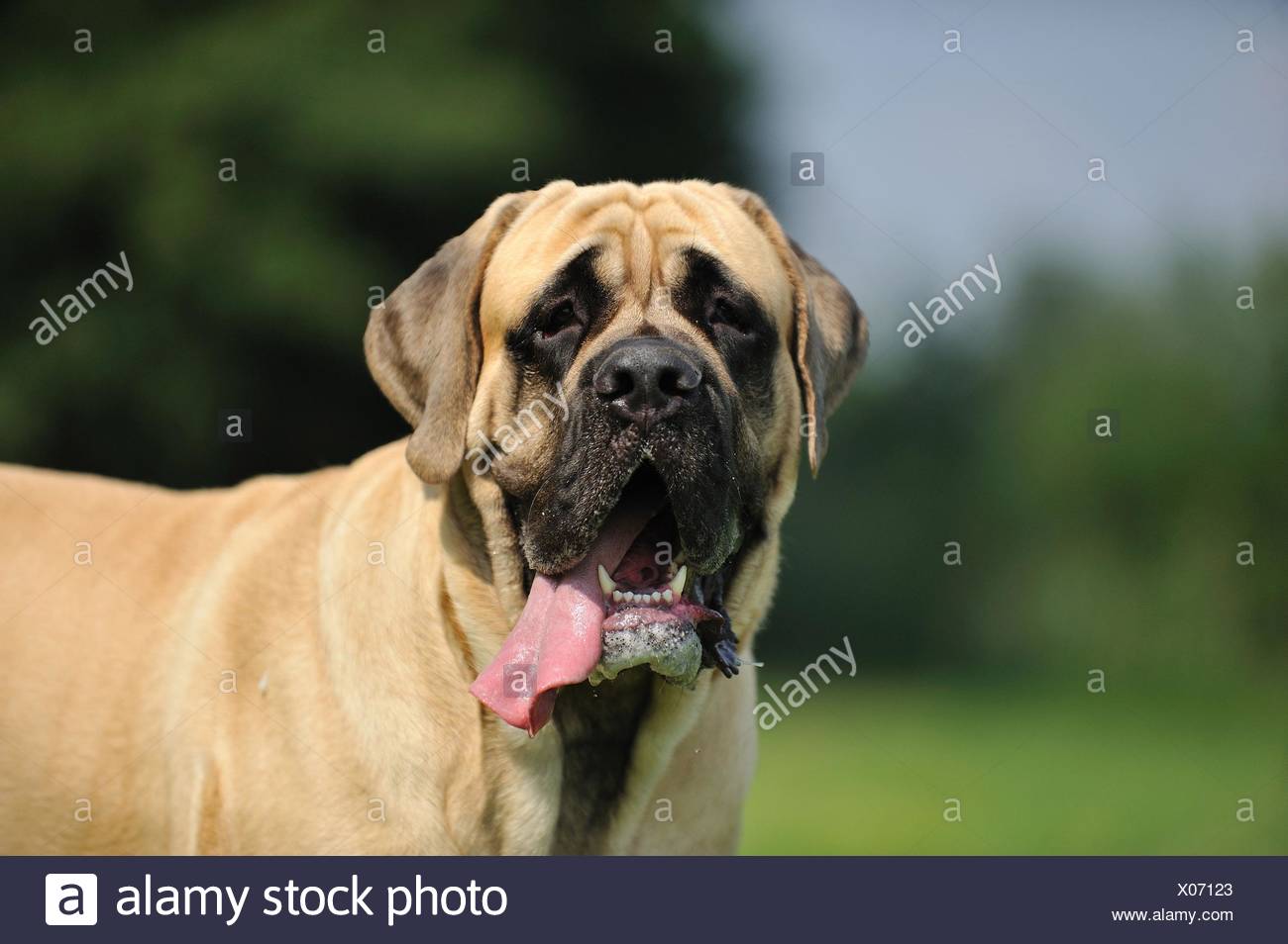 Old English Mastiff Portrait High Resolution Stock Photography and ...