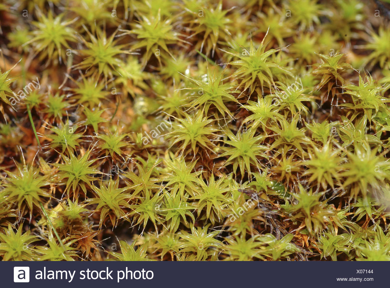Tortula High Resolution Stock Photography and Images - Alamy