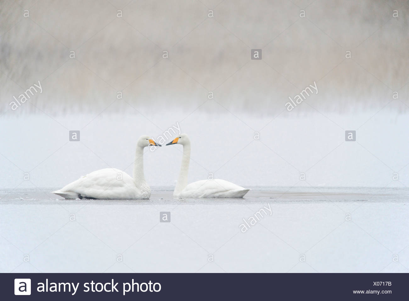Two Swans Facing Each Other High Resolution Stock Photography and ...