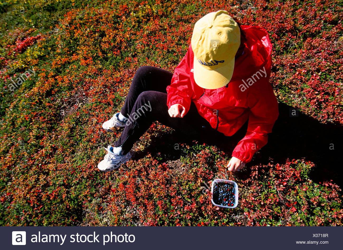 Berry Picking Alaska High Resolution Stock Photography and Images - Alamy