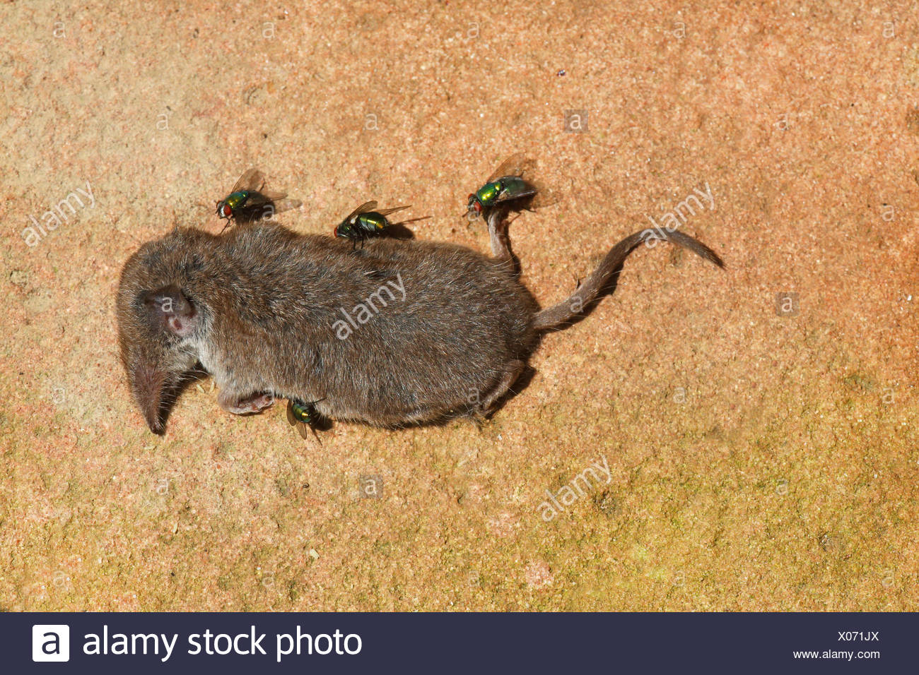 Spitzmaus High Resolution Stock Photography and Images - Alamy