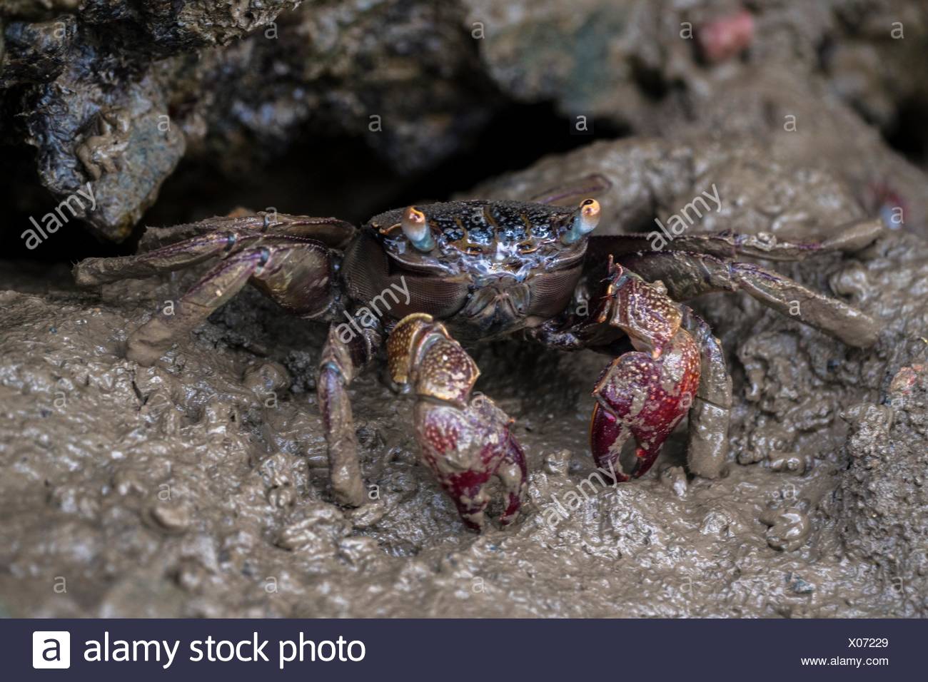 Red Mangrove Crab High Resolution Stock Photography and Images - Alamy