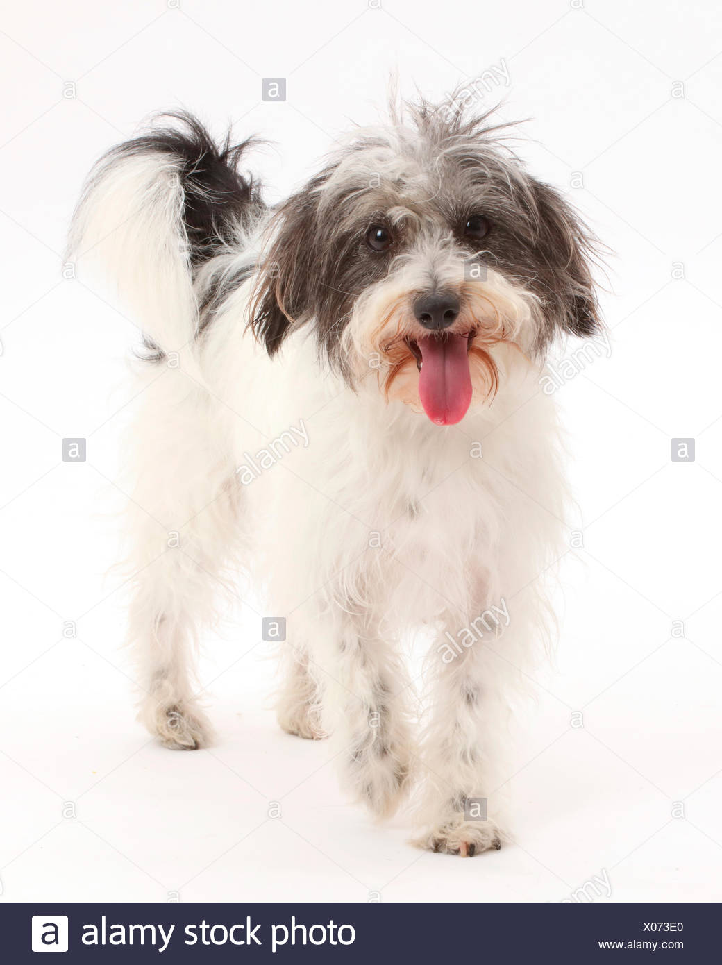 Jackapoo High Resolution Stock Photography and Images - Alamy