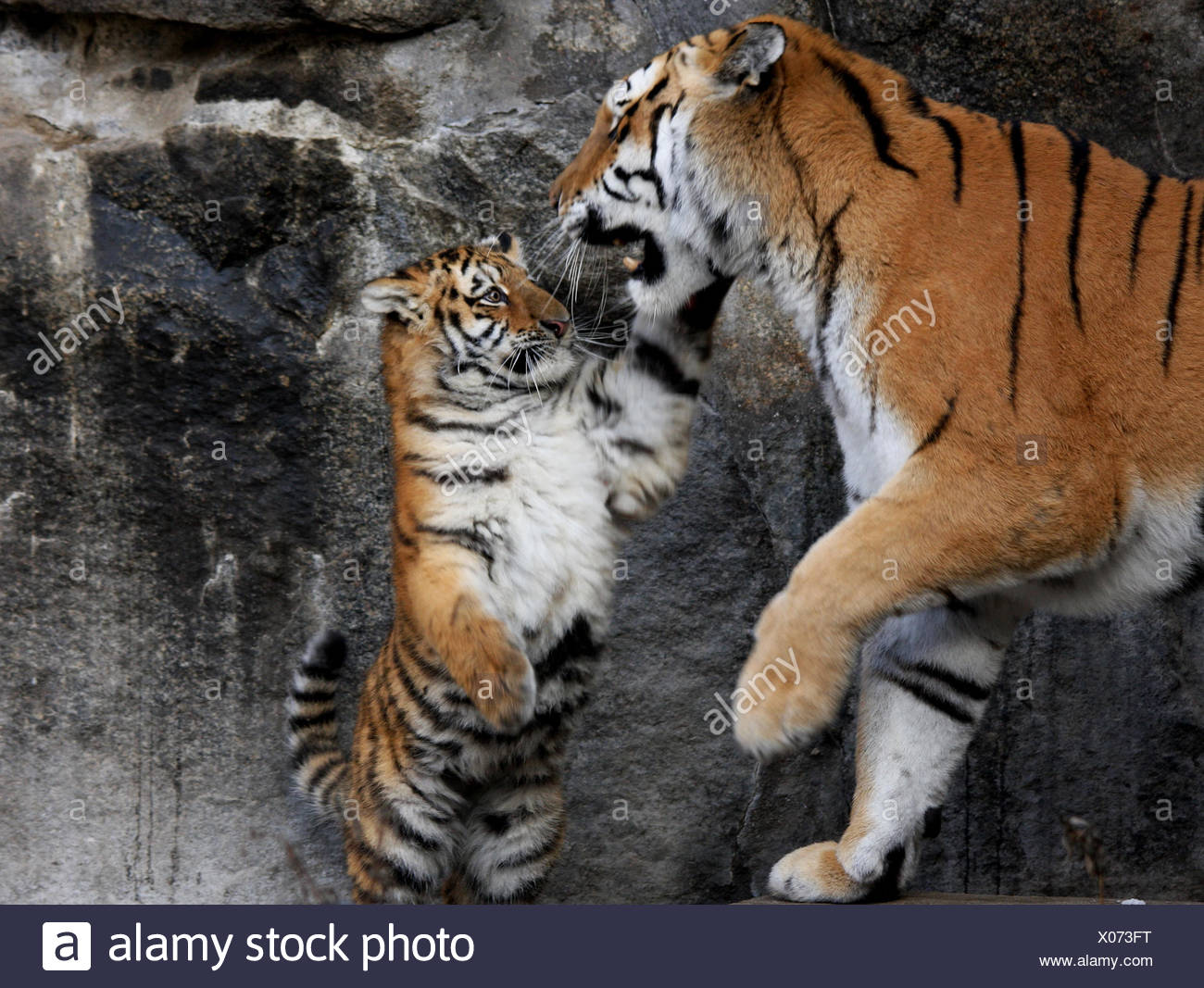 Hiss High Resolution Stock Photography and Images - Alamy