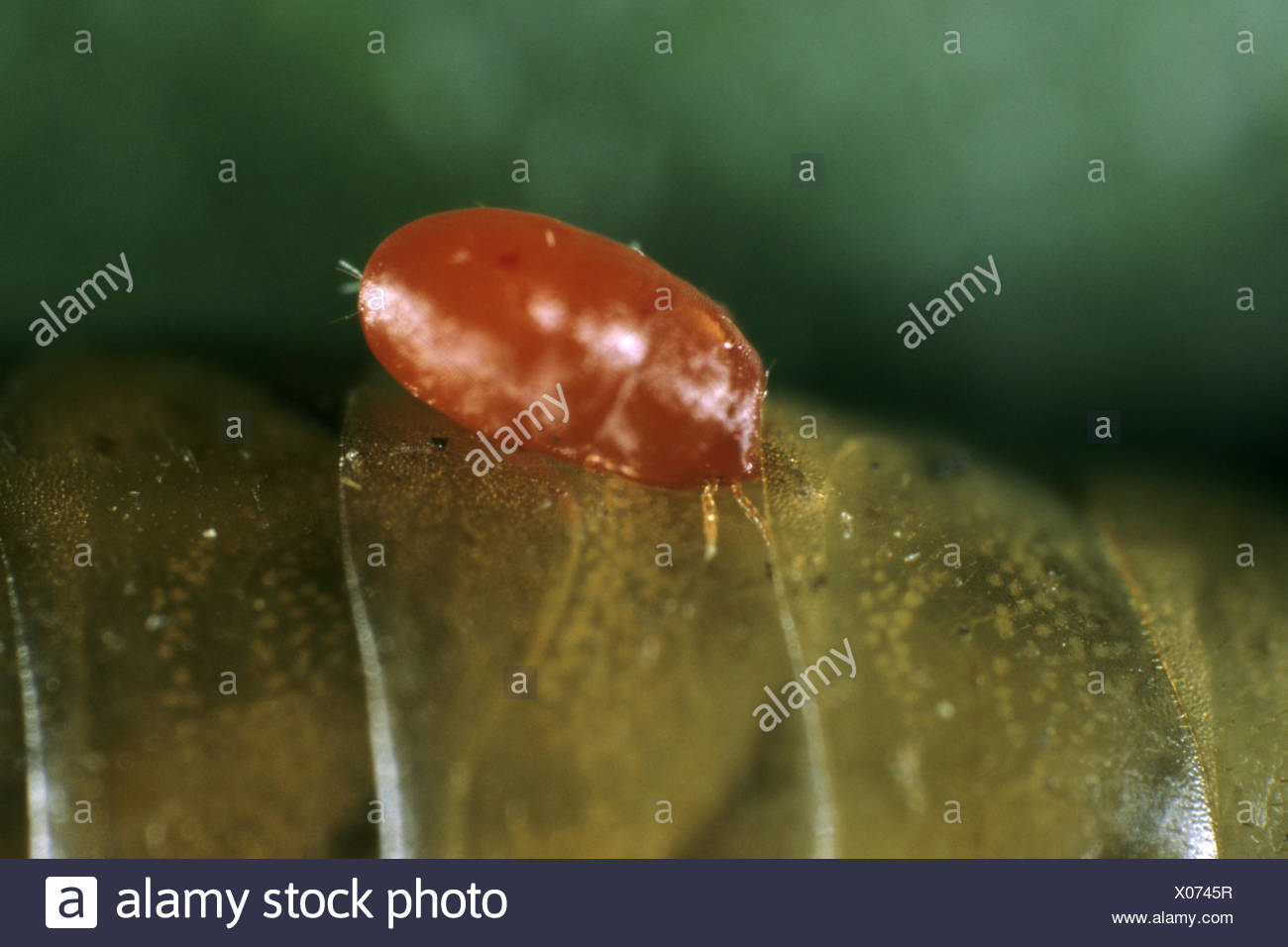 Earwig Insect High Resolution Stock Photography and Images - Alamy