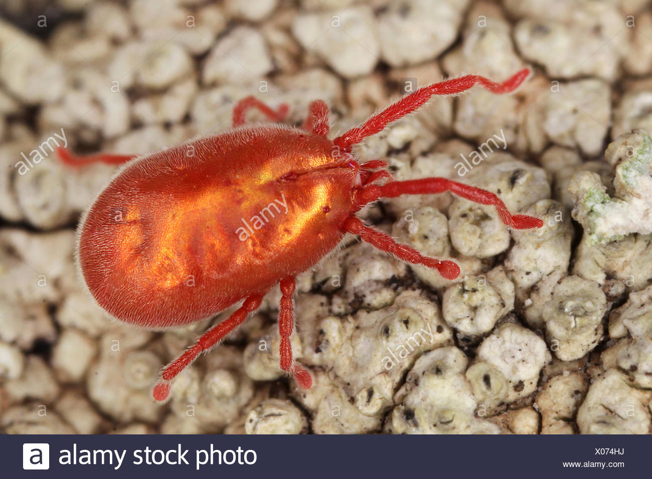 Red Velvet Mite High Resolution Stock Photography and Images - Alamy