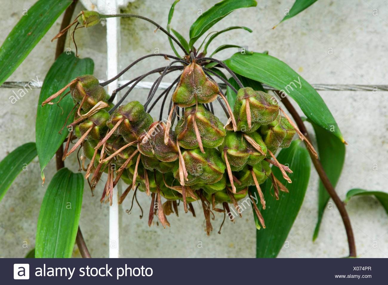 Bomarea Stock Photos & Bomarea Stock Images - Alamy