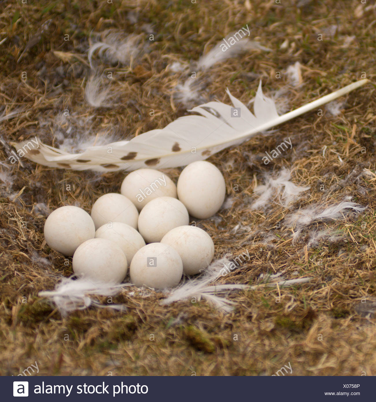 Snowy Owl Nest High Resolution Stock Photography and Images - Alamy