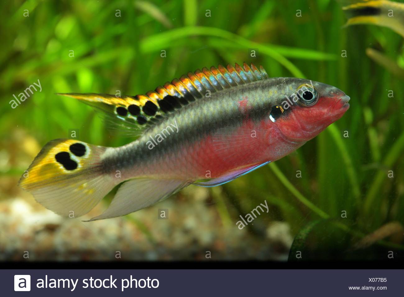 Kribensis Stock Photos & Kribensis Stock Images - Alamy
