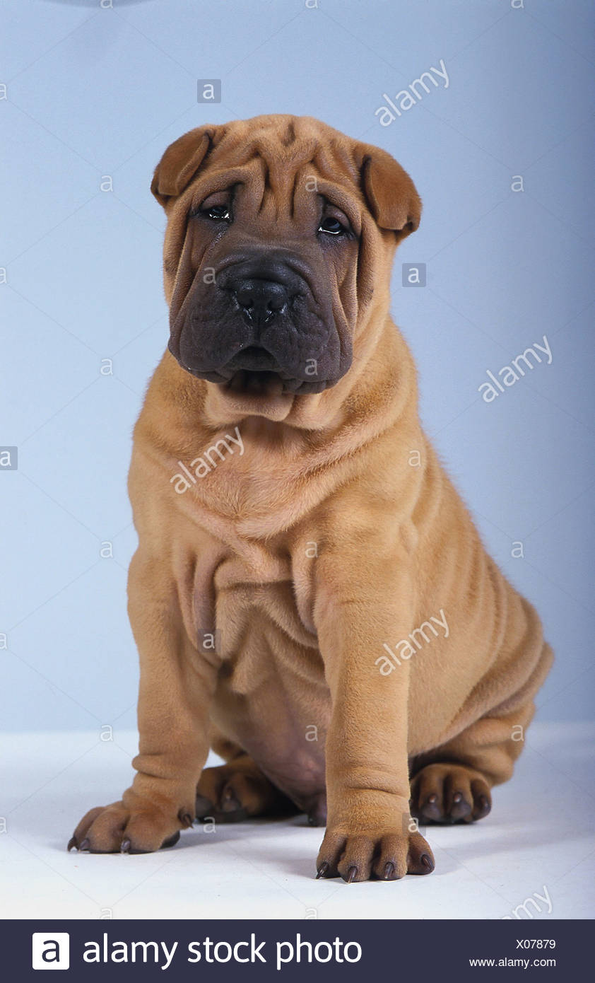 Chinese Fighting Dog High Resolution Stock Photography and Images - Alamy