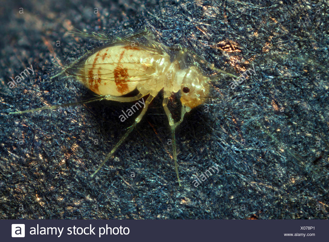 Psocids Stock Photos & Psocids Stock Images - Alamy